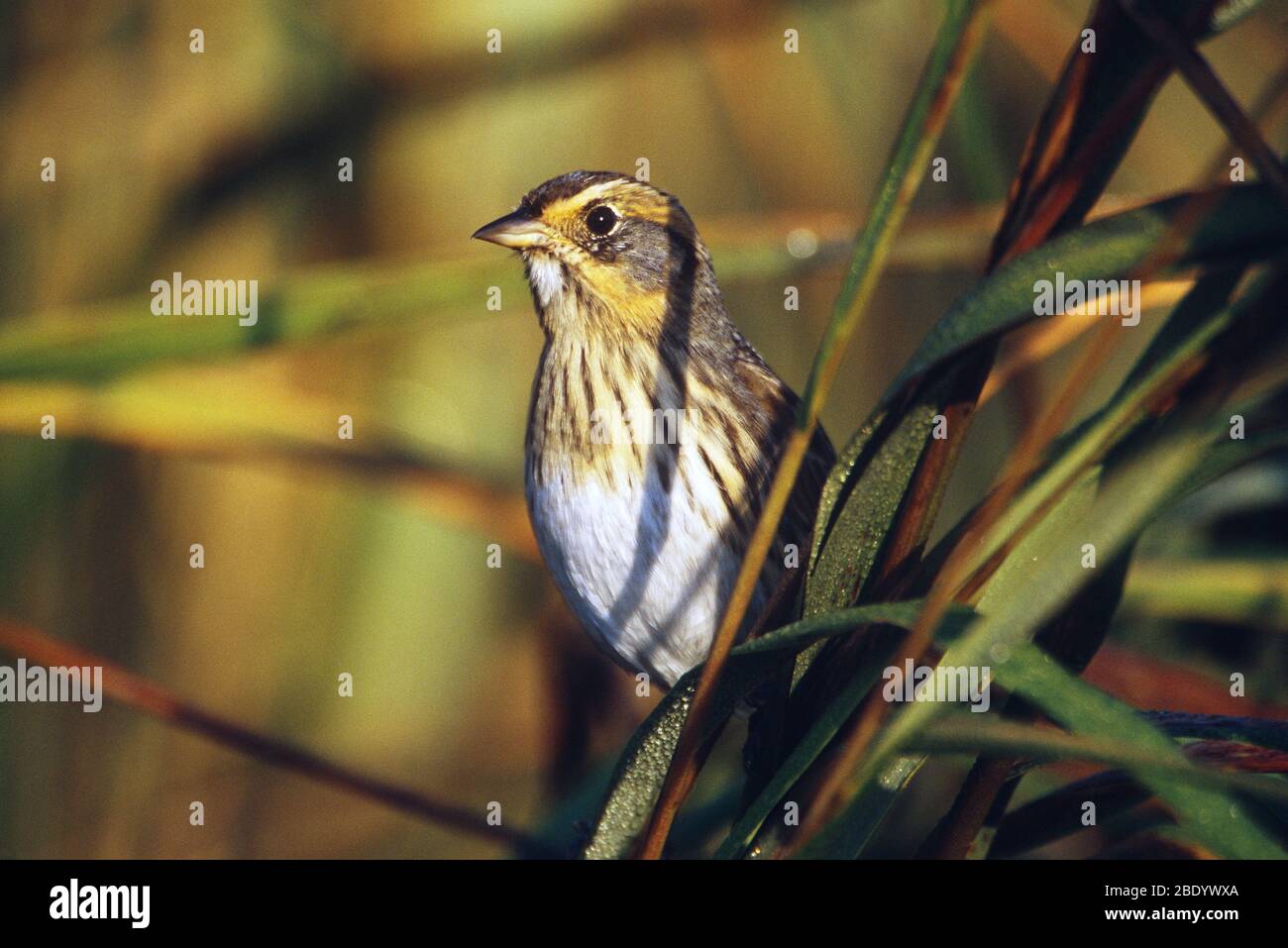 Sharp tailed sparrow hi-res stock photography and images - Alamy