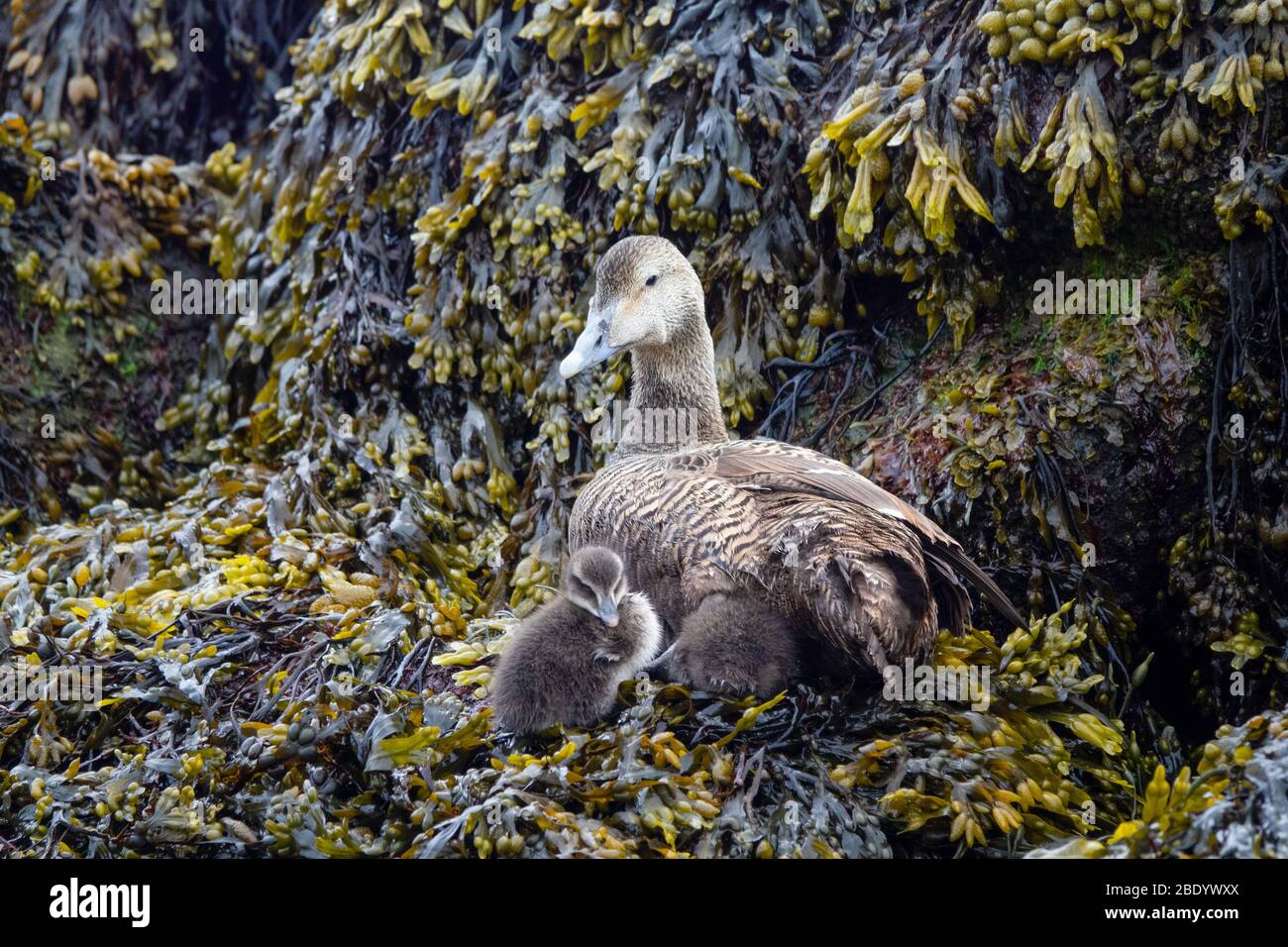 Cute eider chick hi-res stock photography and images - Alamy
