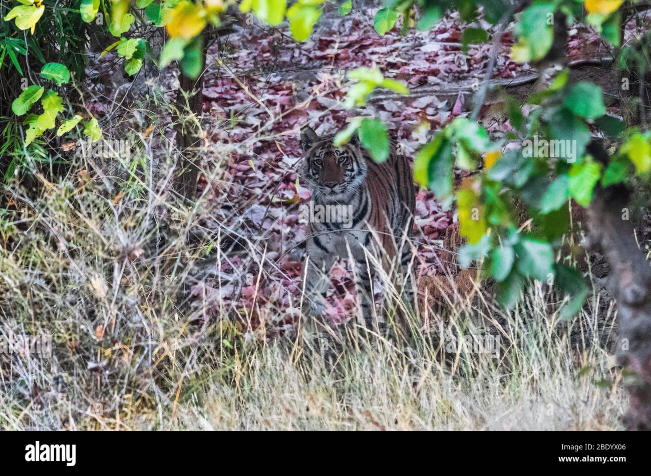 Bengal tiger (Panthera tigris) among bush, India Stock Photo - Alamy