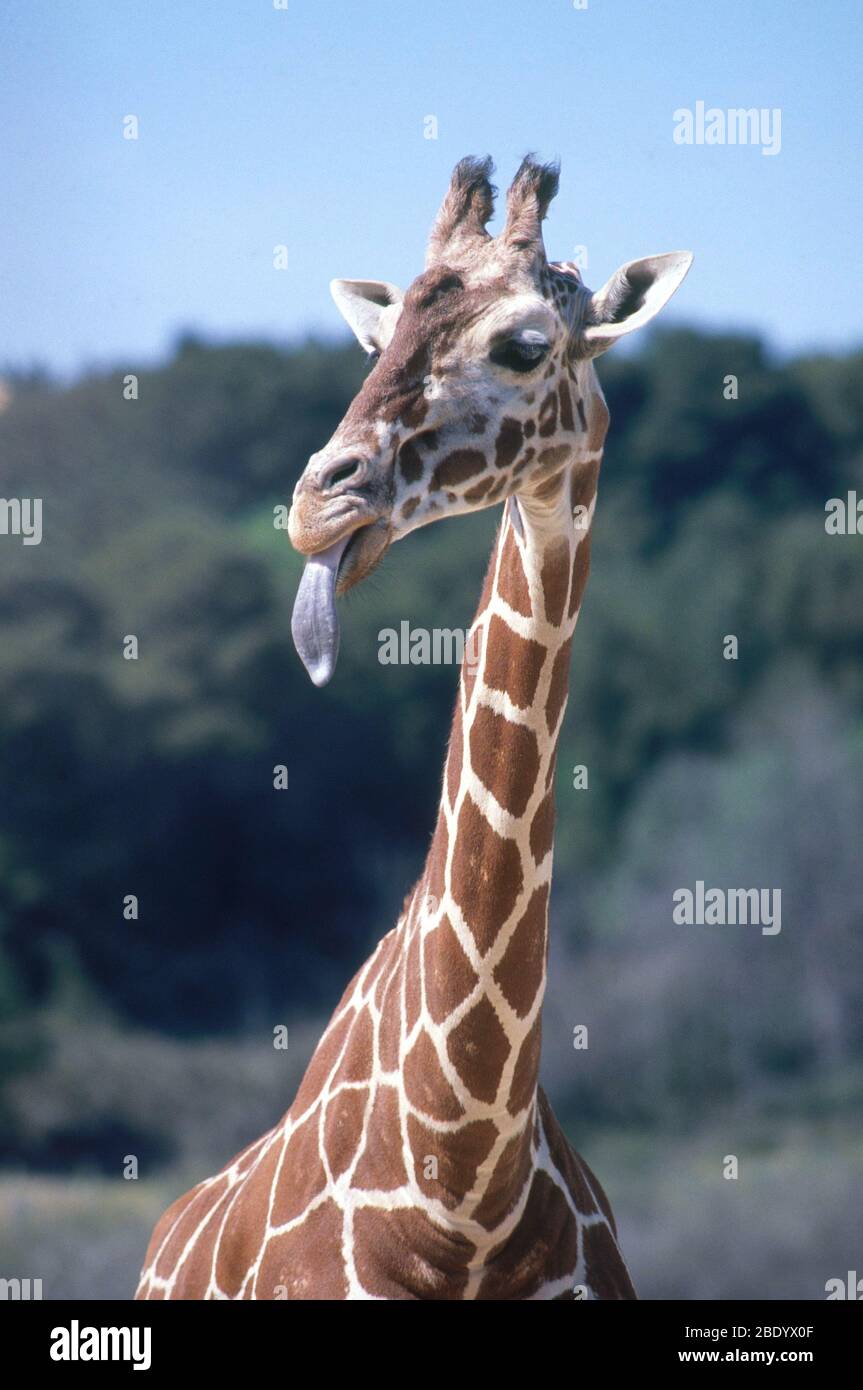 Giraffe in zoo hi-res stock photography and images - Alamy