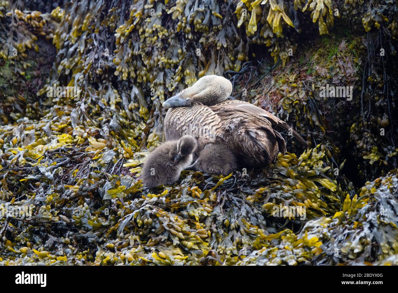 Common eider hen and chick groming Stock Photo - Alamy