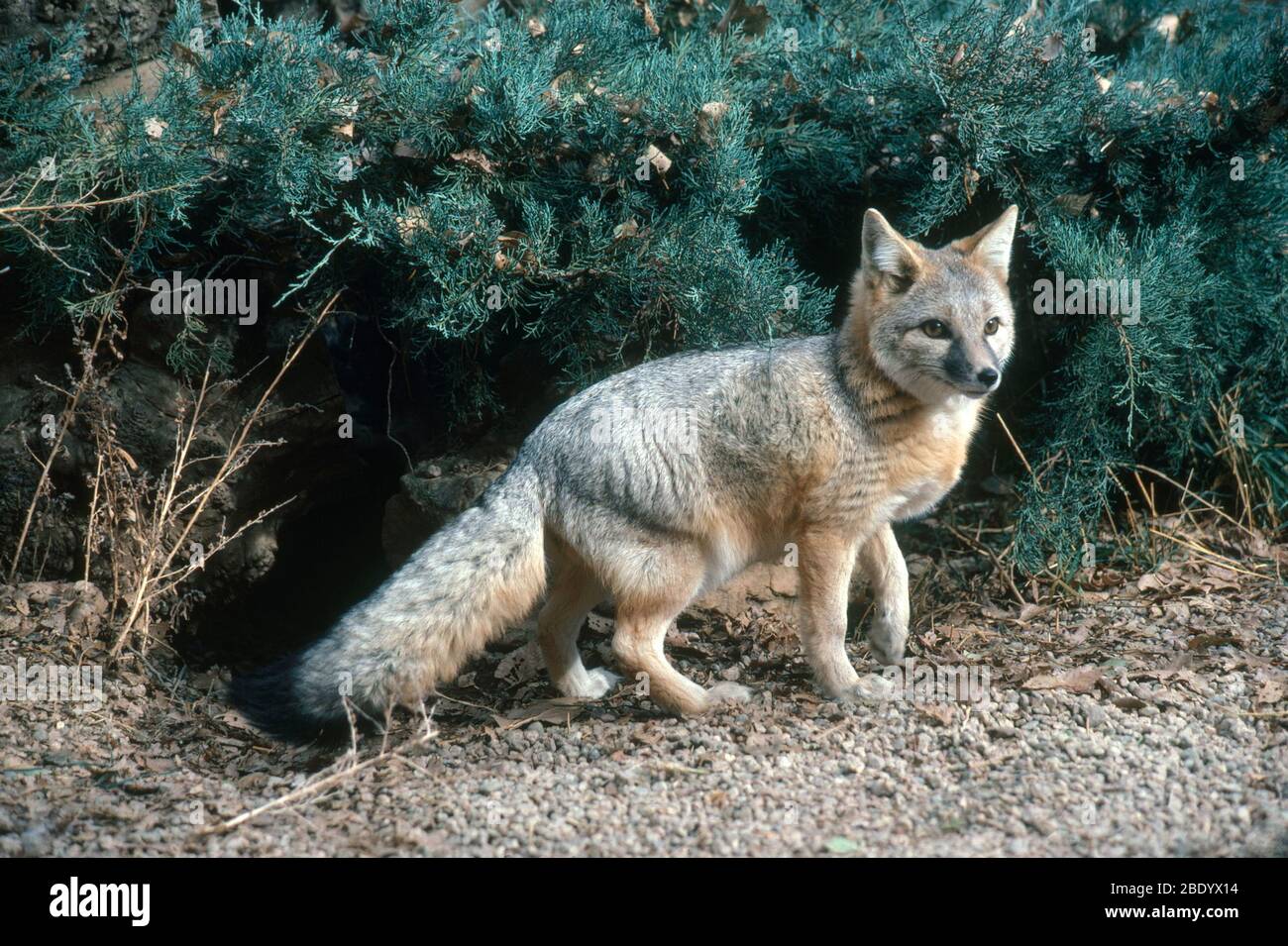 Vulpes sp hi-res stock photography and images - Alamy