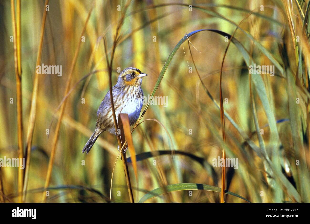 01 wildlife hi-res stock photography and images - Alamy