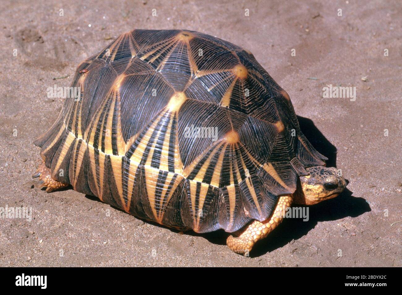 Tortoise animal hi-res stock photography and images - Alamy
