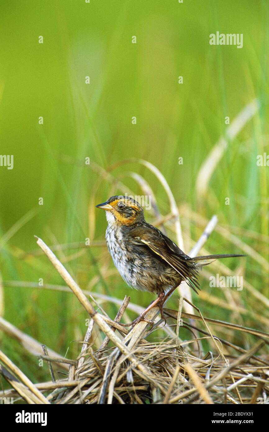 Saltmarsh Sharp-tailed Sparrow Stock Photo - Alamy