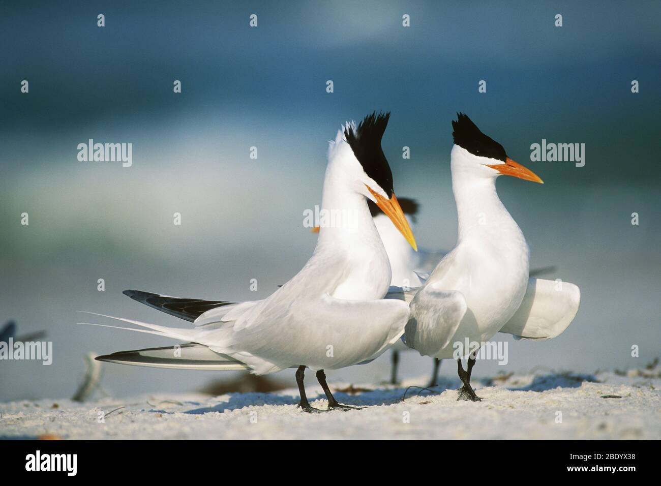 Terns bird hi-res stock photography and images - Alamy