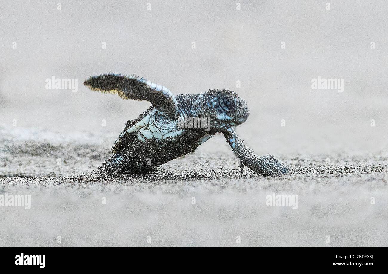 Sea turtle hatching hi-res stock photography and images - Alamy