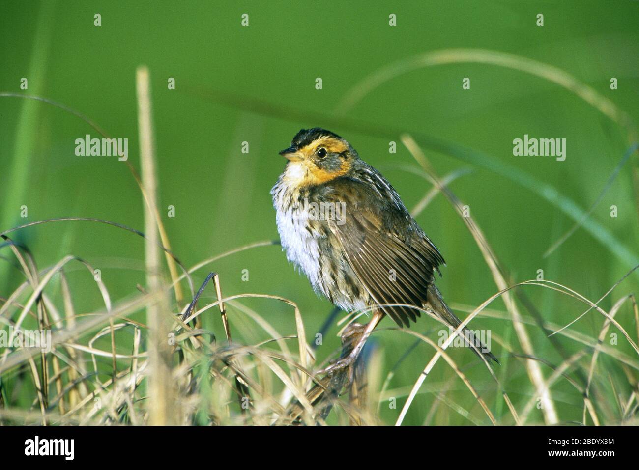 Saltmarsh Sharp-tailed Sparrow Stock Photo - Alamy