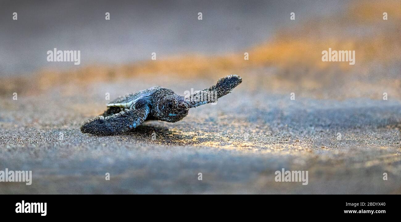 Green sea turtle (Chelonia mydas) hatching, Costa Rica Stock Photo - Alamy