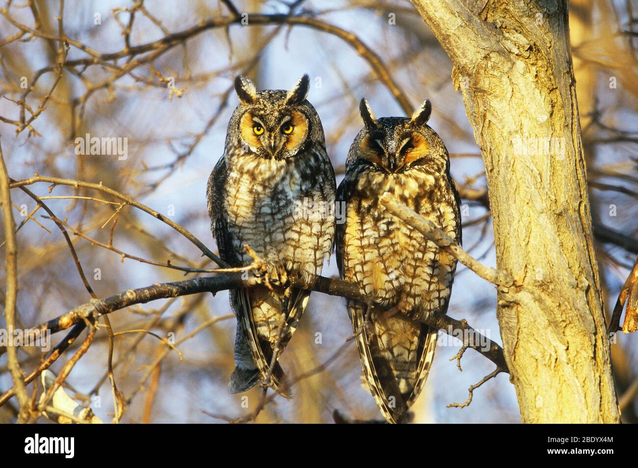 Long eared owl pair hi-res stock photography and images - Alamy