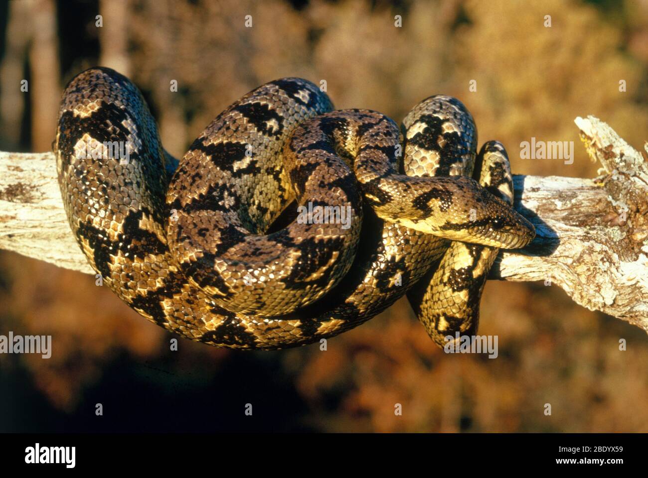 Boa manditra hi-res stock photography and images - Alamy