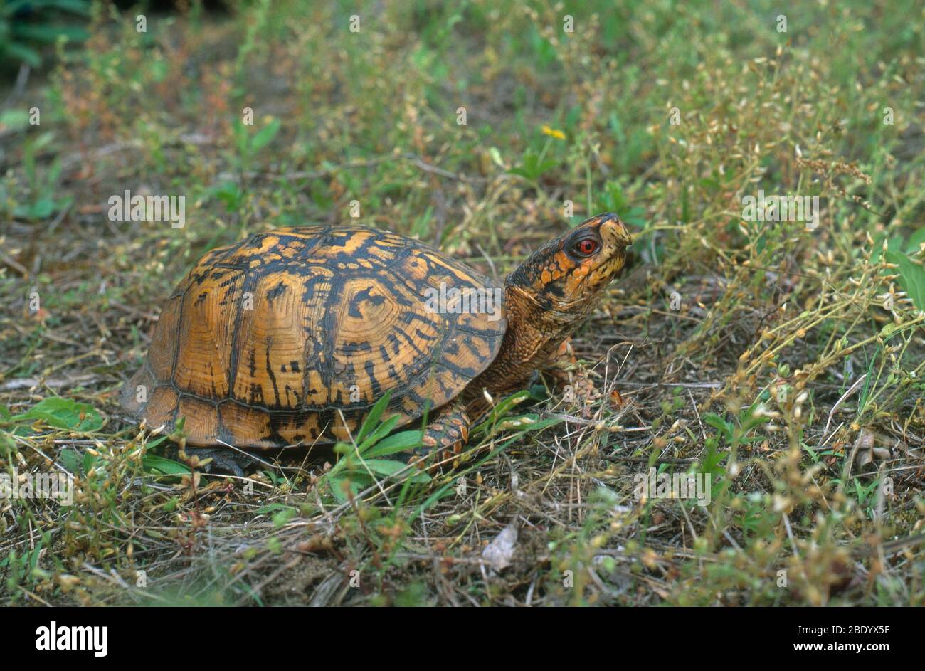 Eastern box turtle shell hi-res stock photography and images - Alamy