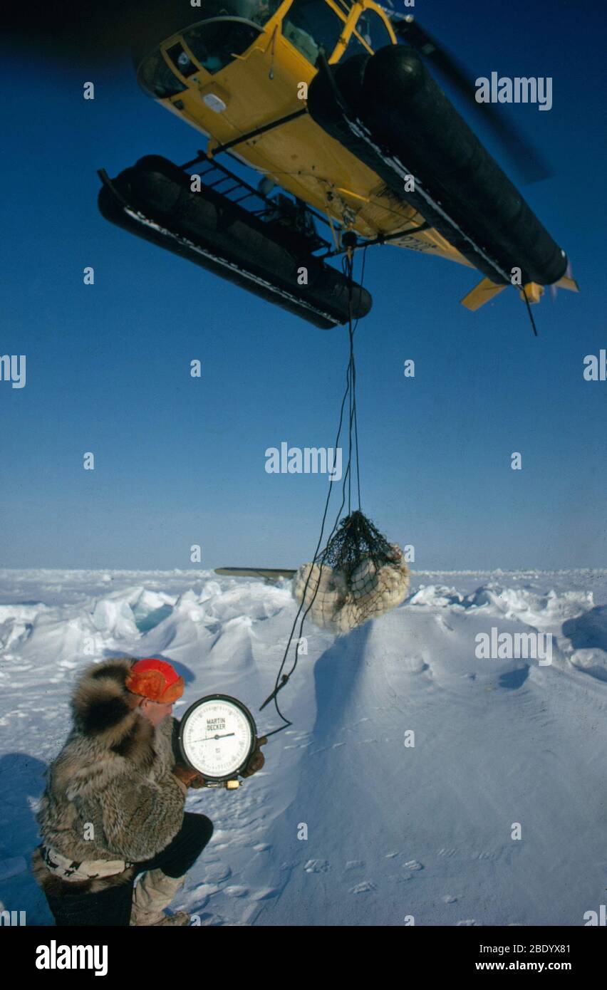 Polar Bear Research Stock Photo - Alamy