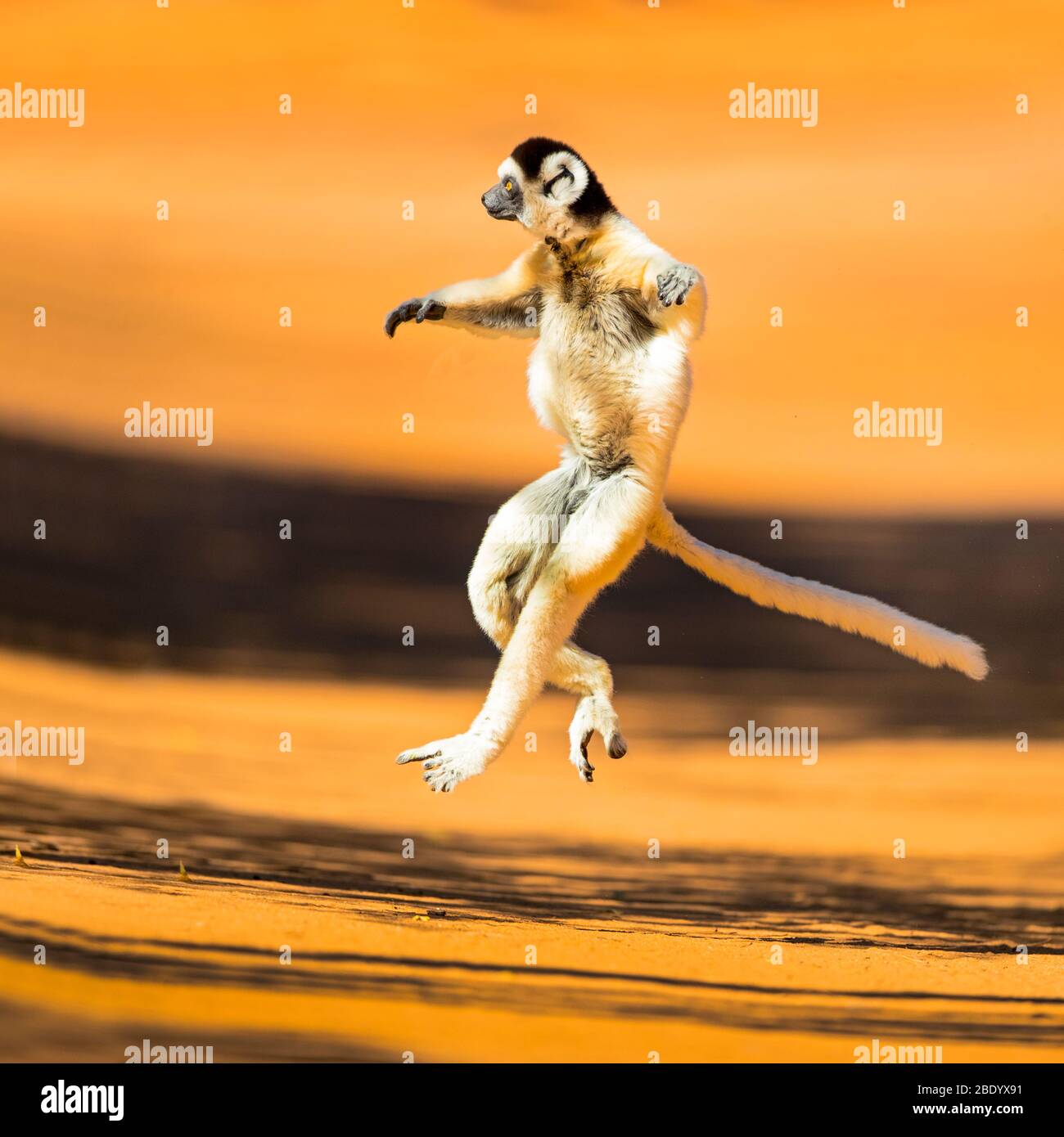 Verreauxs sifaka (Propithecus verreauxi) jumping, Madagascar Stock ...