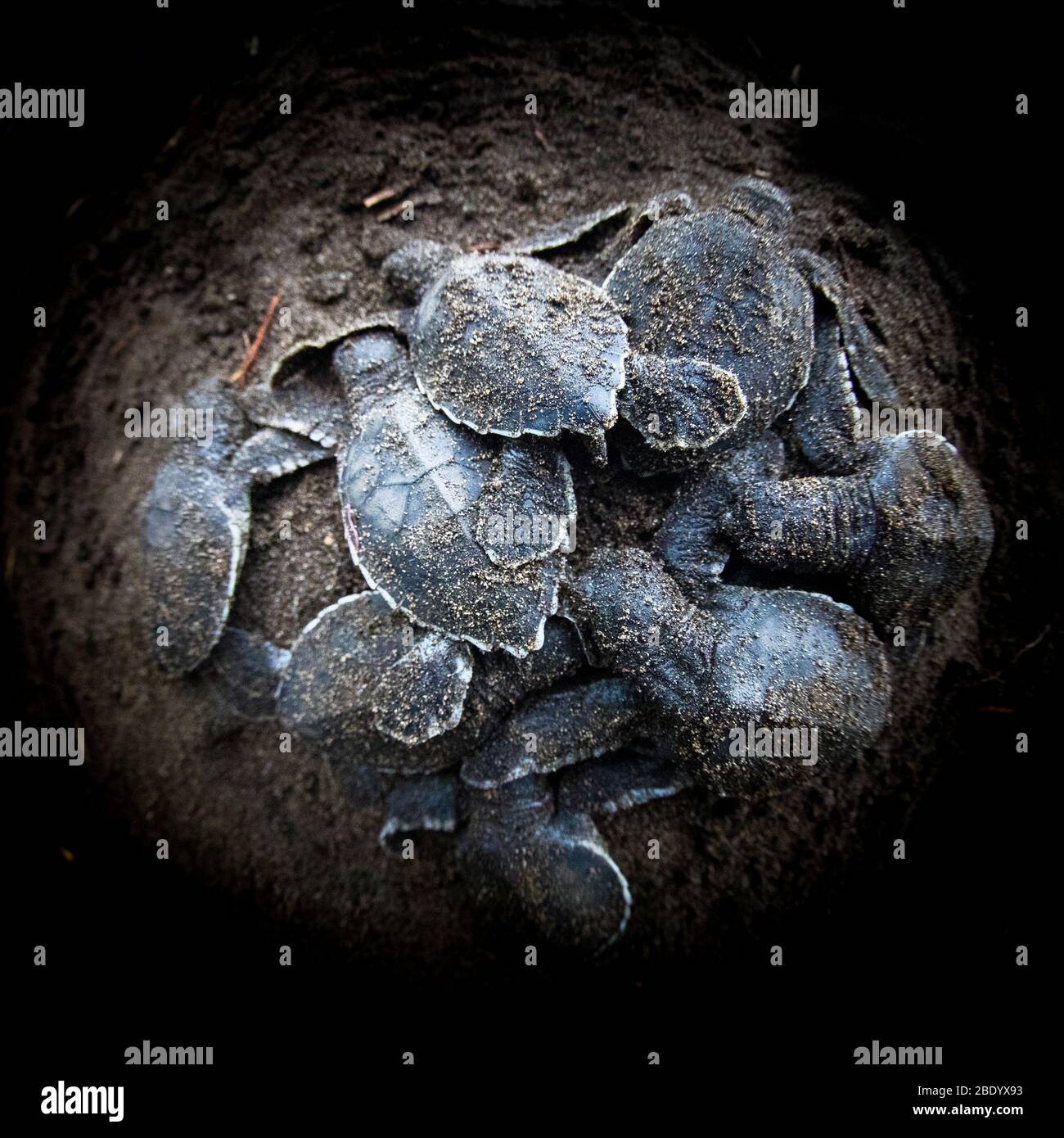 Chelonia family hi-res stock photography and images - Alamy