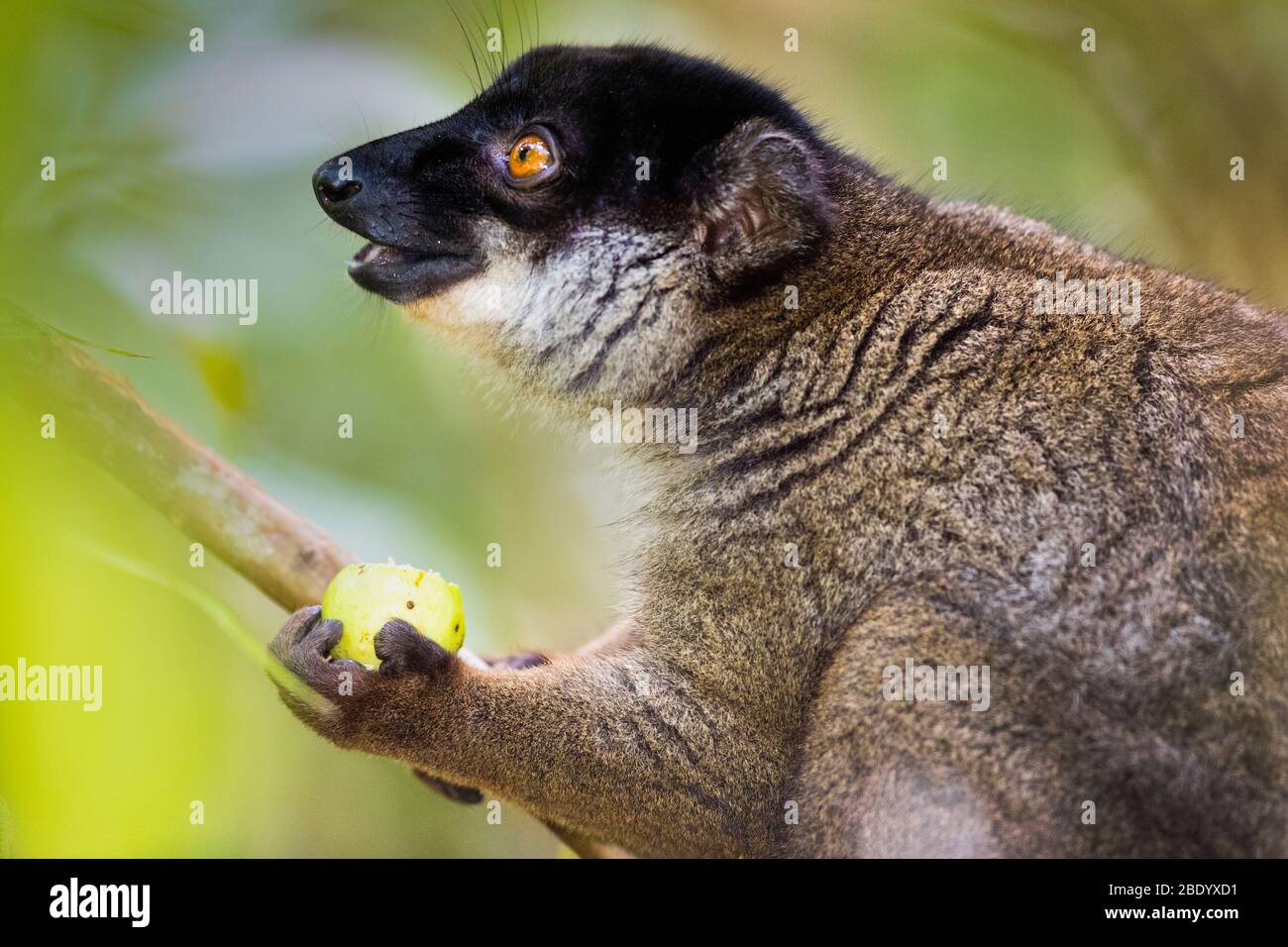 Common brown lemur (Eulemur fulvus) eating fruit, Madagascar Stock ...