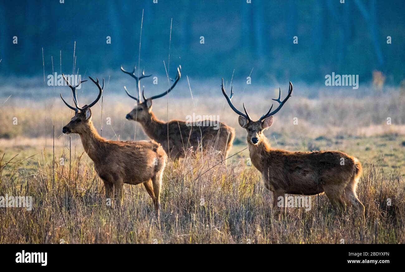 Animal barasingha hi-res stock photography and images - Alamy