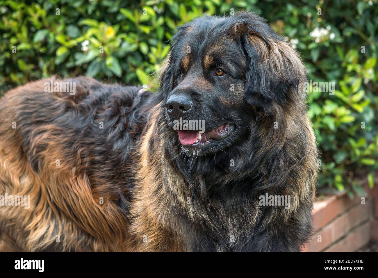 Cute dog, handsome with beautiful colors and thick hair Stock Photo - Alamy