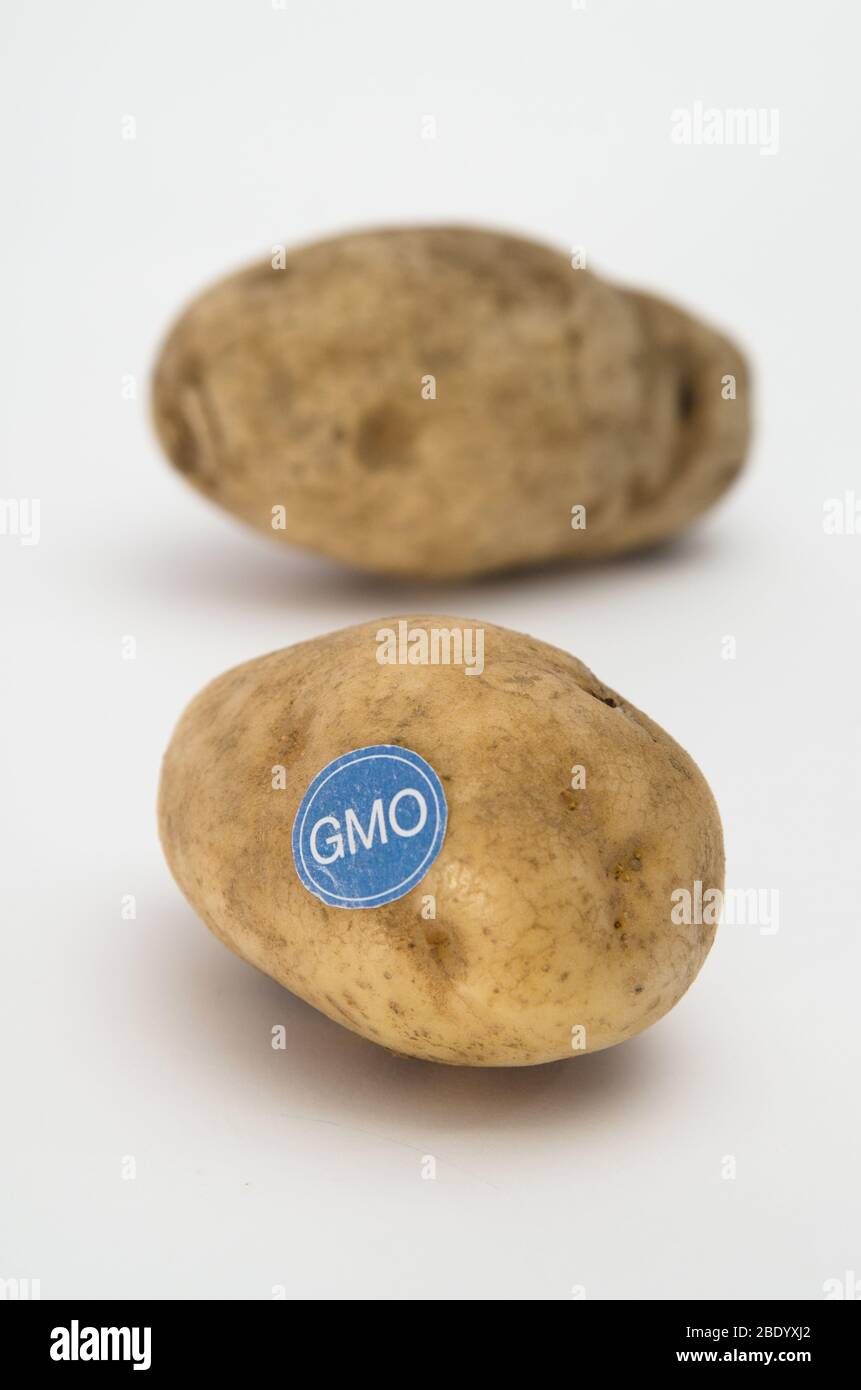 Genetically modified potato hi-res stock photography and images - Alamy