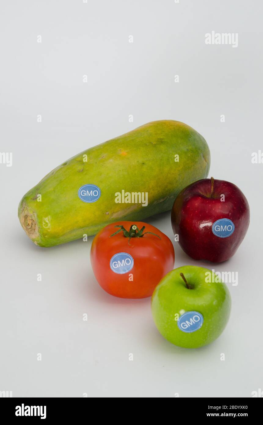 Genetically modified food tomato hi-res stock photography and images ...