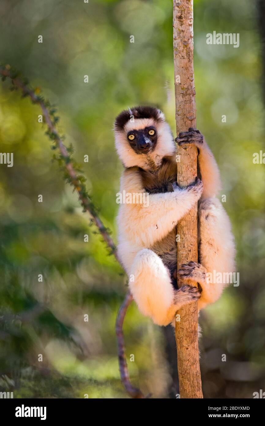 Close up of Verreauxs sifaka (Propithecus verreauxi) holding branch ...