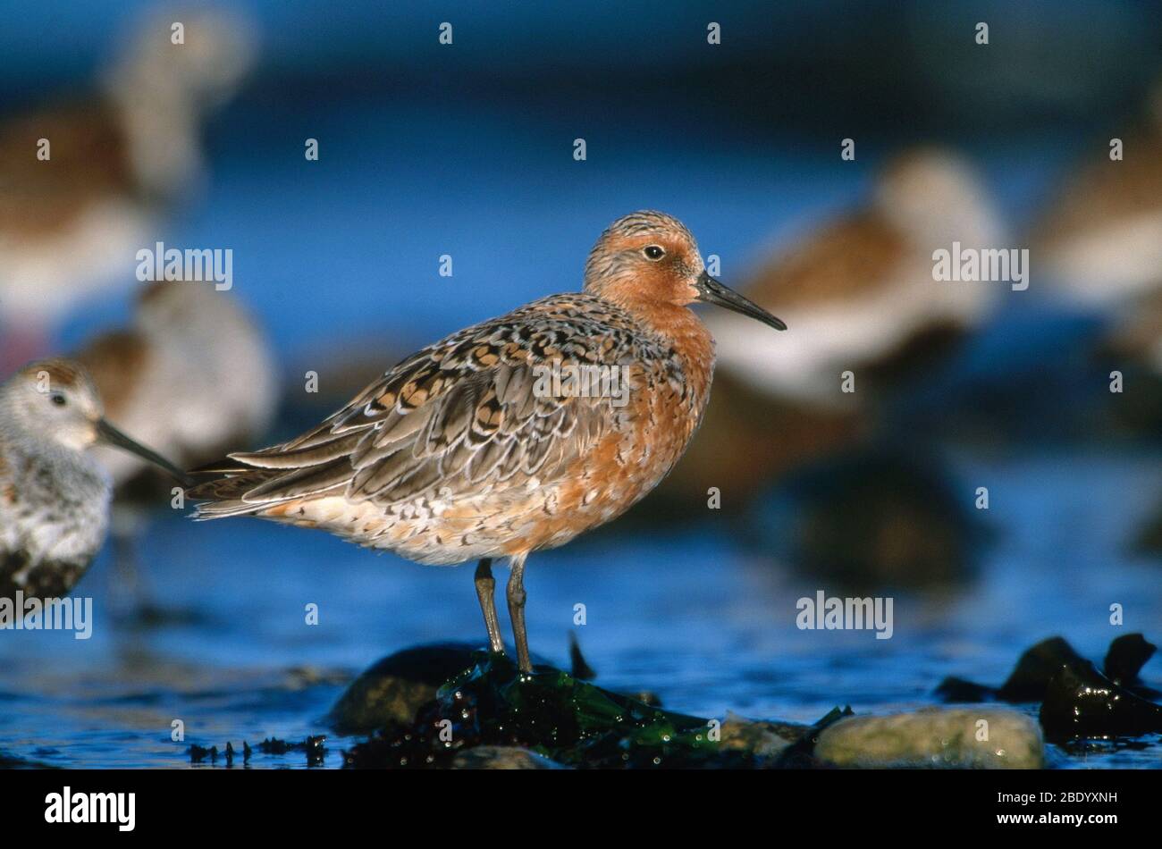 Red knot and bird hi-res stock photography and images - Alamy