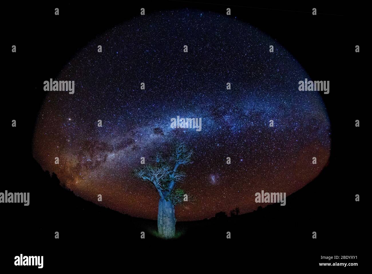 Tree night sky hi-res stock photography and images - Alamy
