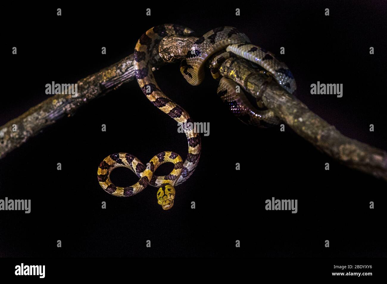 Hanging snake hi-res stock photography and images - Alamy