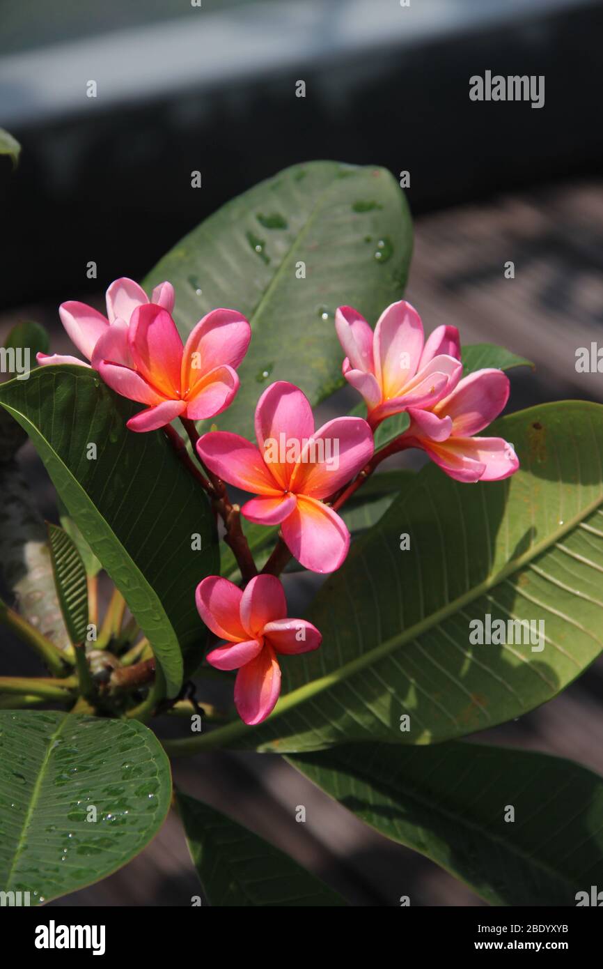 Kamboja hi-res stock photography and images - Alamy
