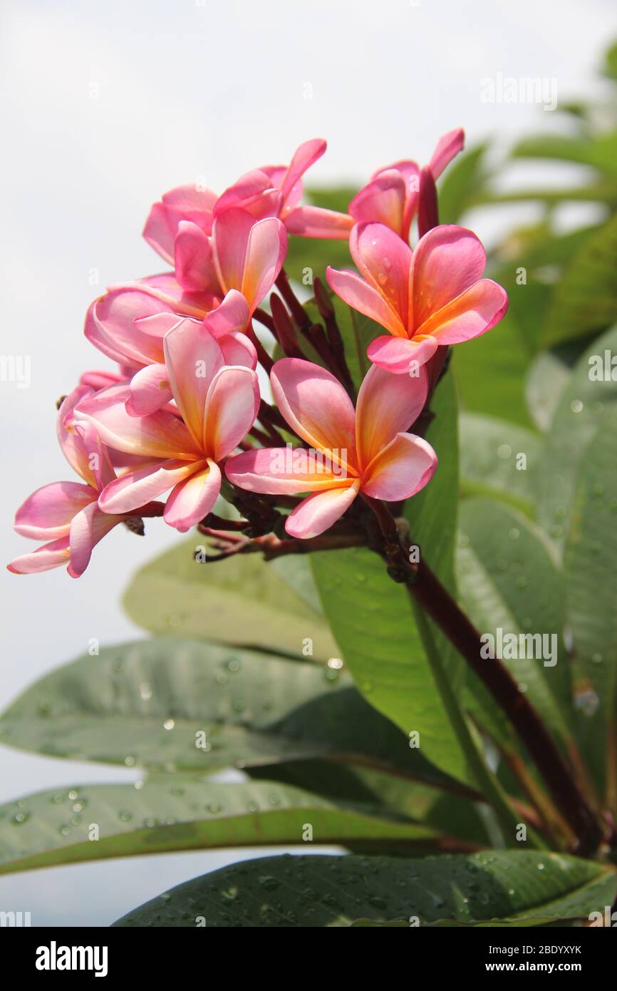 Kamboja hi-res stock photography and images - Alamy