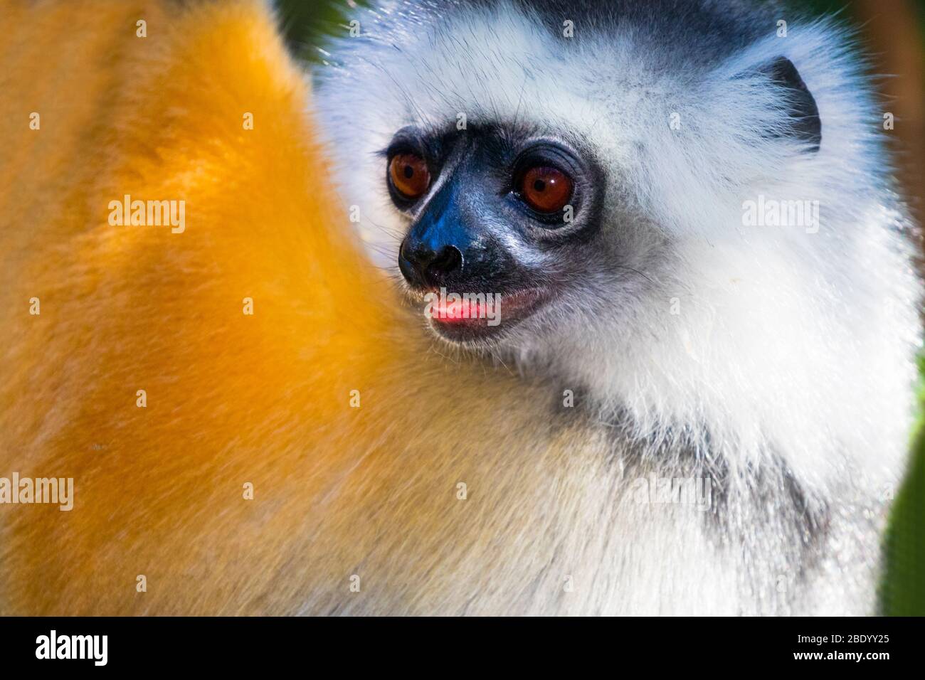 Close up of golden diademed sifaka (Propithecus diadema), Madagascar ...