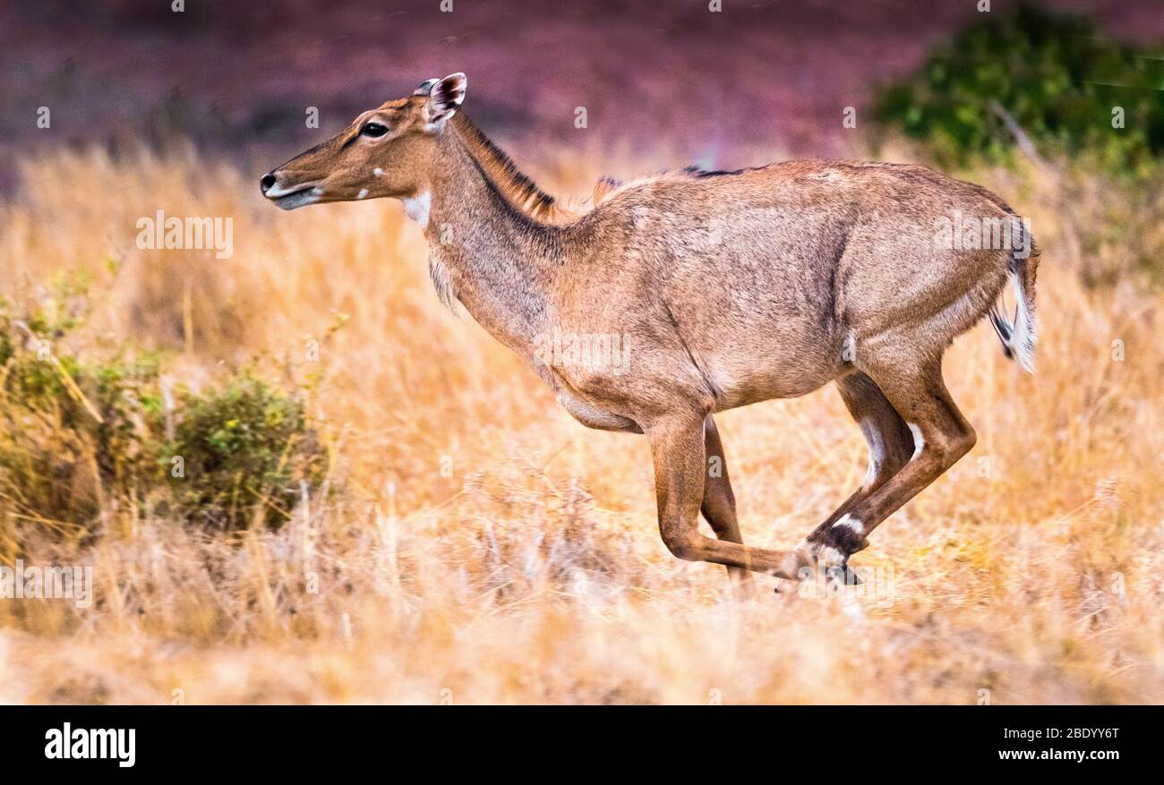 Female nilgai hi-res stock photography and images - Alamy