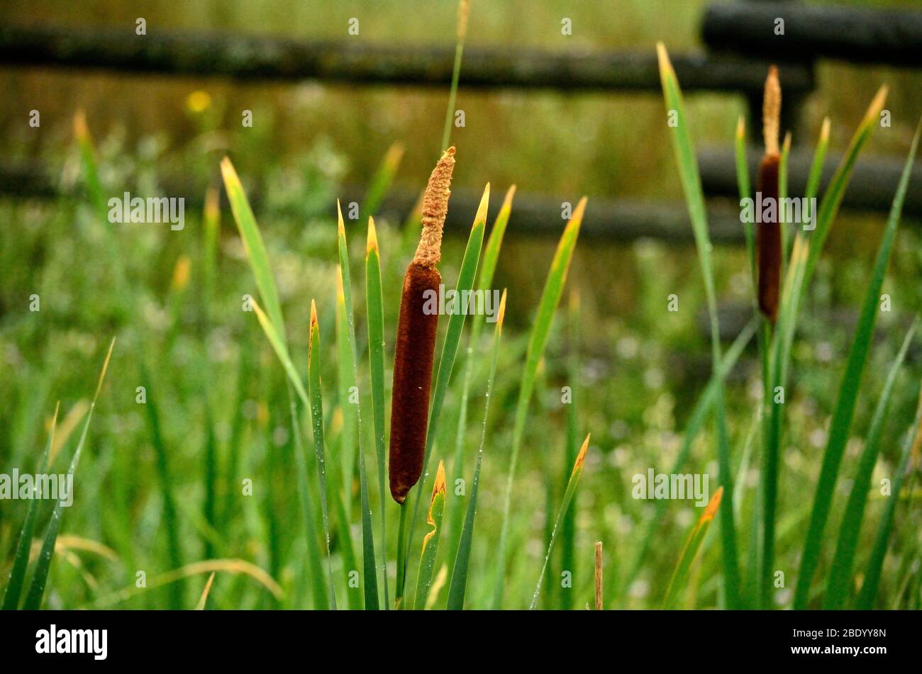 Catttails hi-res stock photography and images - Alamy