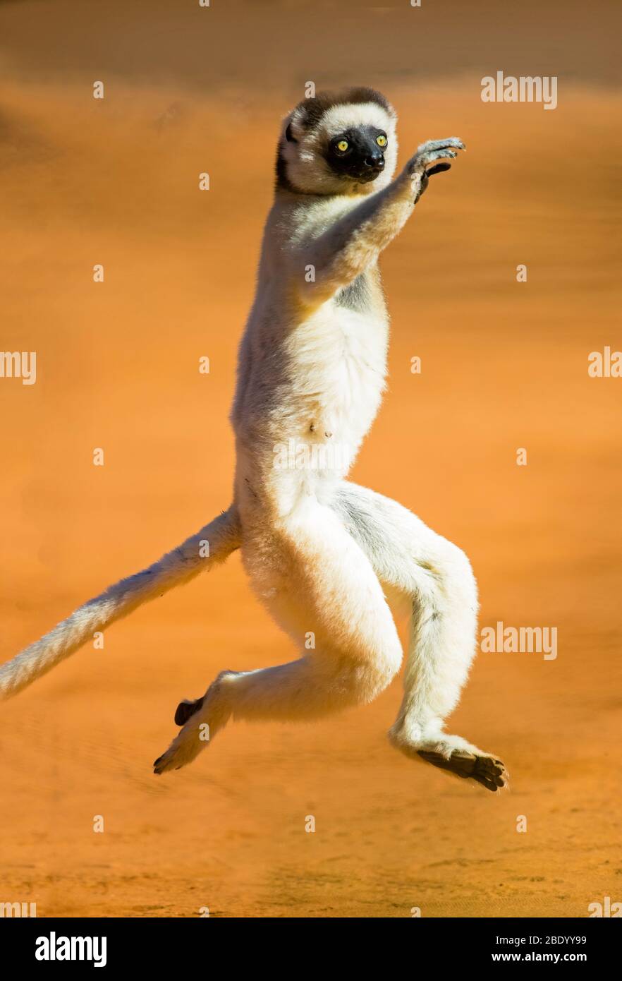View of verreauxs sifaka (Propithecus verreauxi) jumping , Madagascar ...