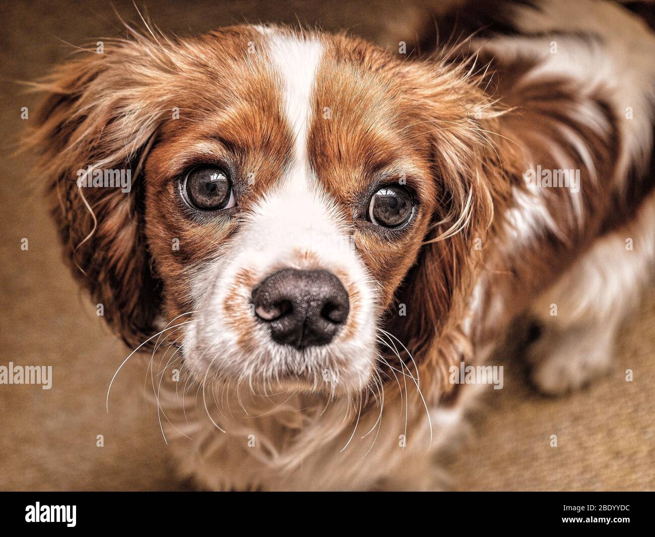 Cute dog, handsome with beautiful colors and thick hair Stock Photo - Alamy