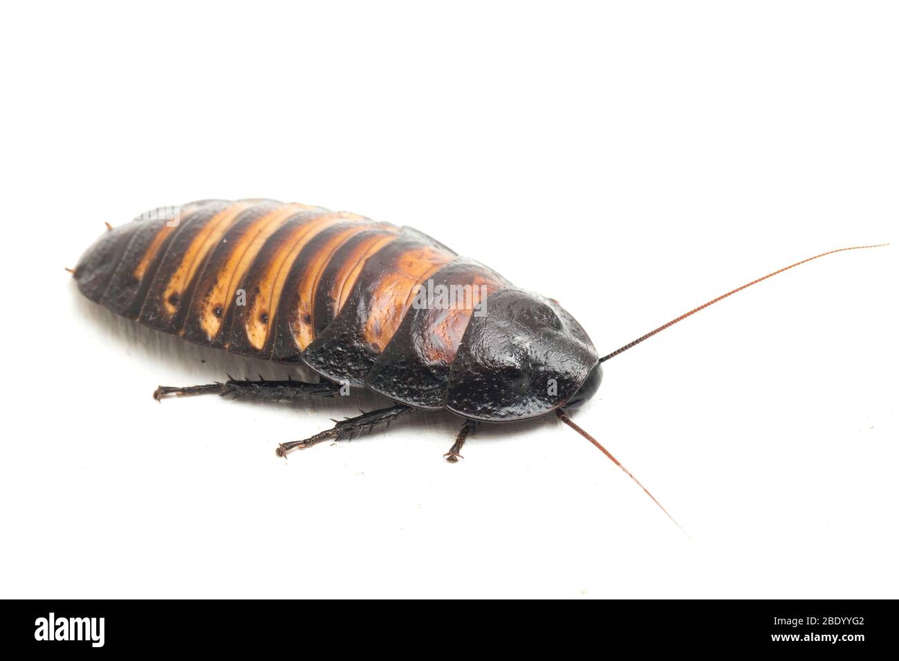Cockroach larvae hi-res stock photography and images - Alamy