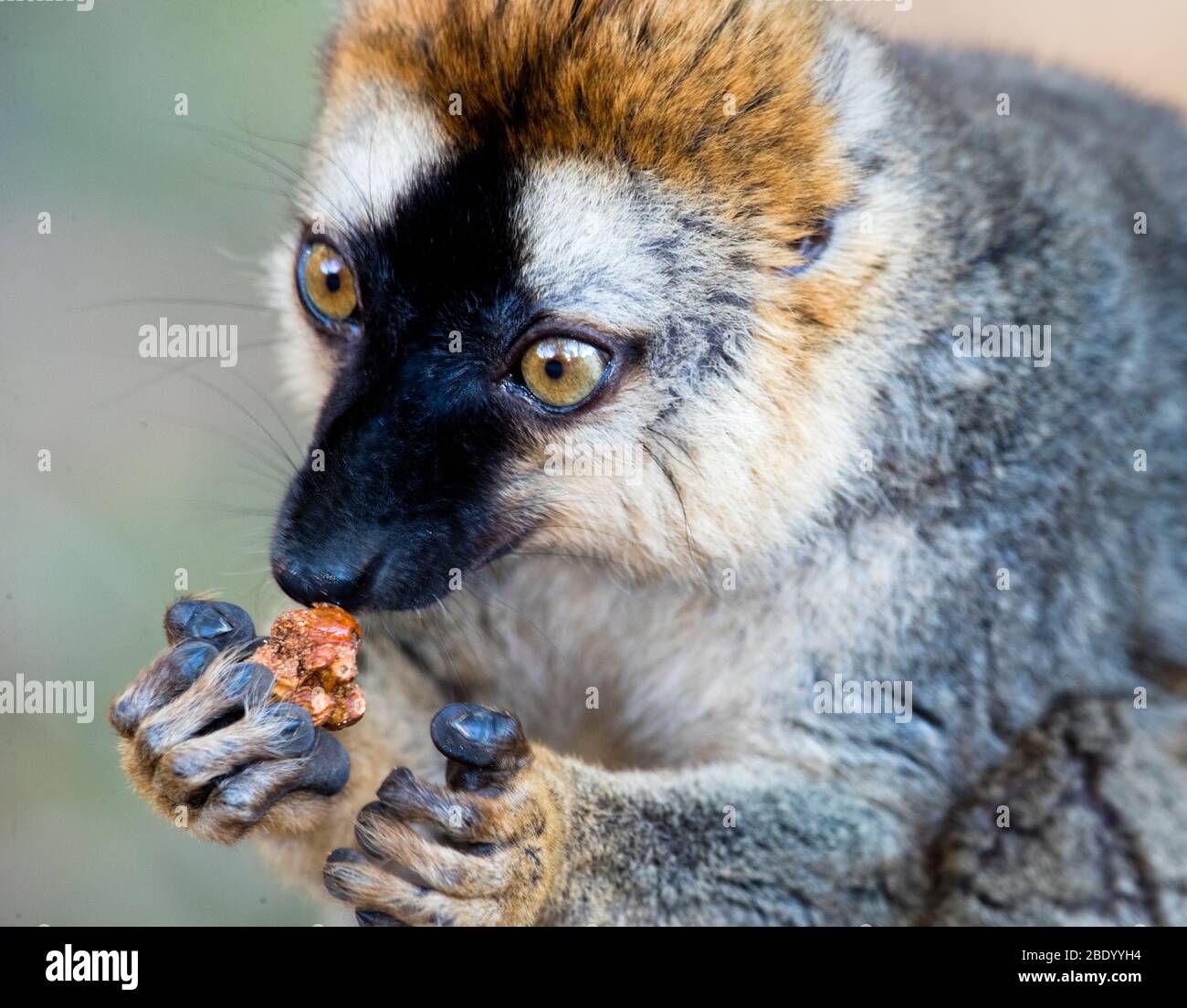 Red fronted lemur hi-res stock photography and images - Alamy