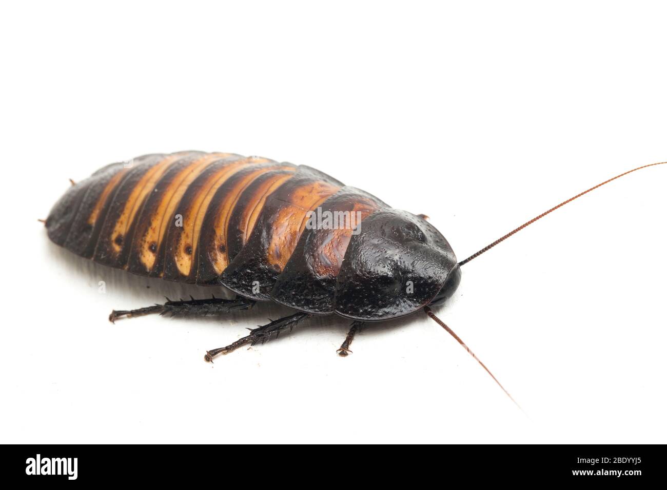 Cockroach larvae hi-res stock photography and images - Alamy