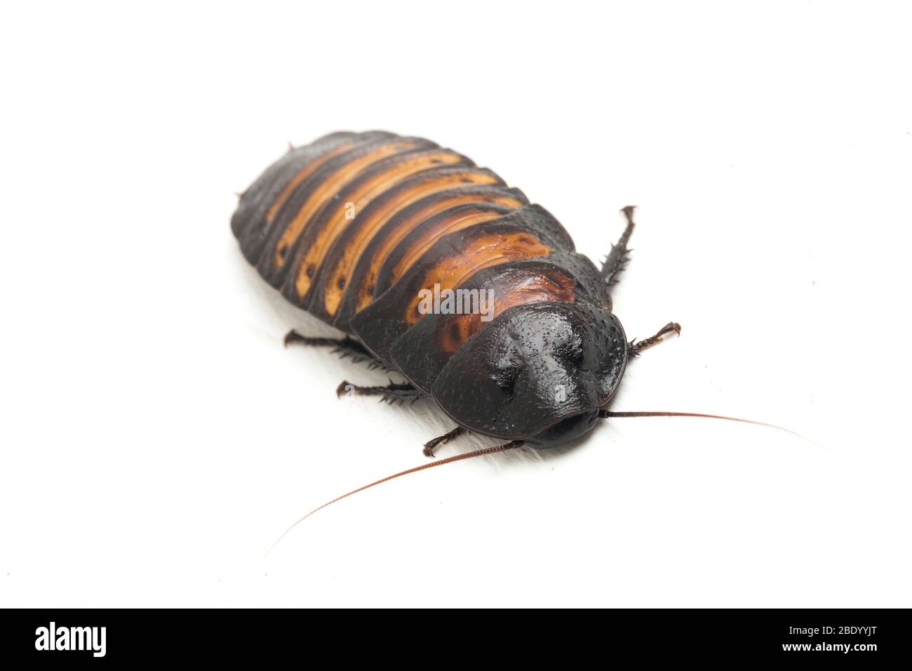 Cockroach larvae hi-res stock photography and images - Alamy