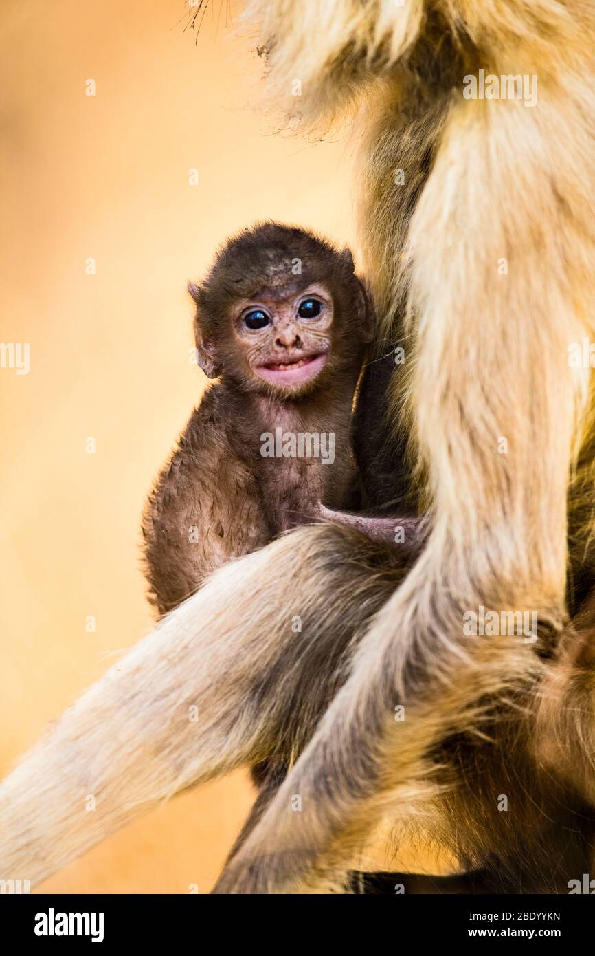 Infant Langur monkey, India Stock Photo - Alamy