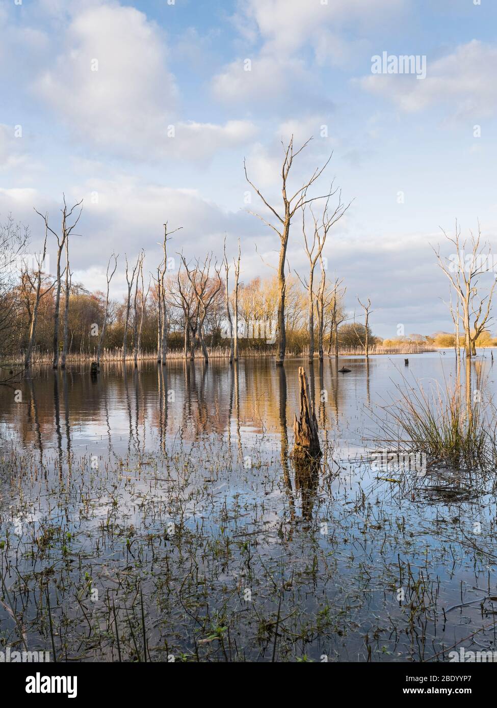 Arcot Lake at Cramlington, Northumberland, UK. A unique habitat Stock ...