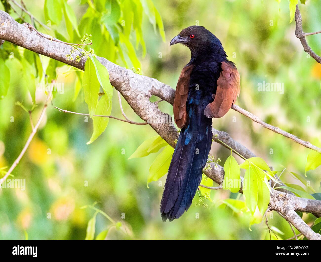 Coucal india hi-res stock photography and images - Alamy