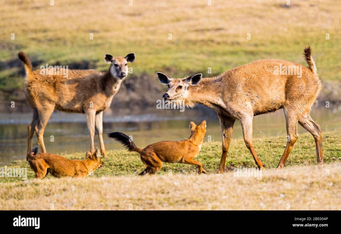 Wild animals in all of india hi-res stock photography and images - Alamy