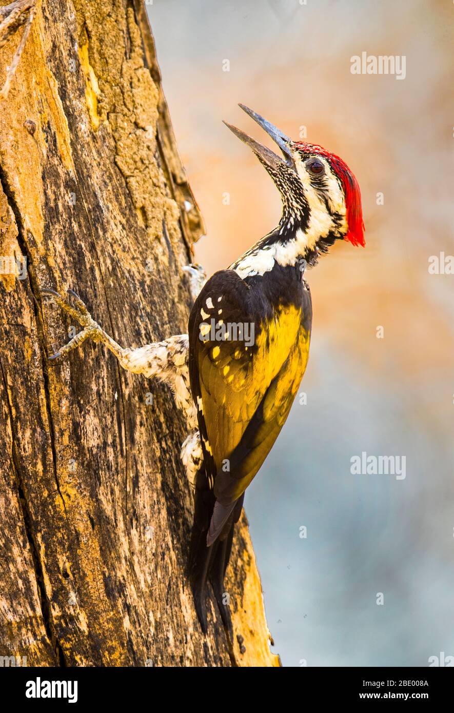 Black-rumped flameback woodpecker on tree trunk, India Stock Photo - Alamy