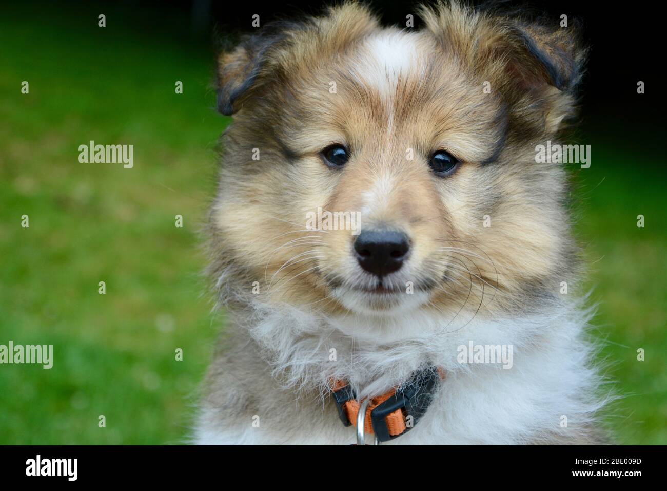 Cute dog, handsome with beautiful colors and thick hair Stock Photo - Alamy