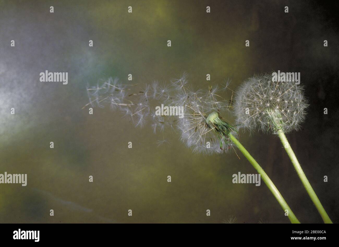 Dandelions spread their seeds in the wind Stock Photo - Alamy