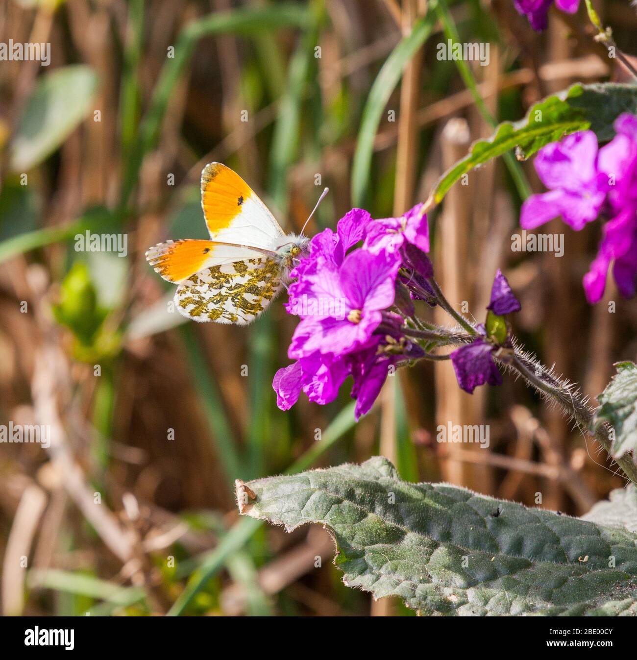 Orange tip butterfly Anthocharis cardamines butterfly in the English ...