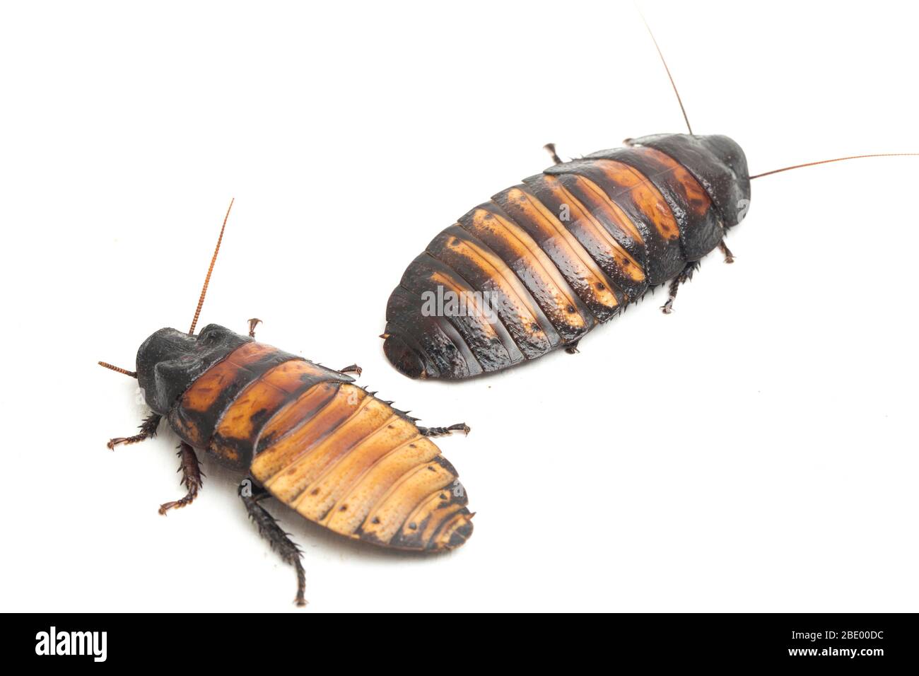wo pair Madagascar hissing cockroach (Gromphadorhina portentosa ...
