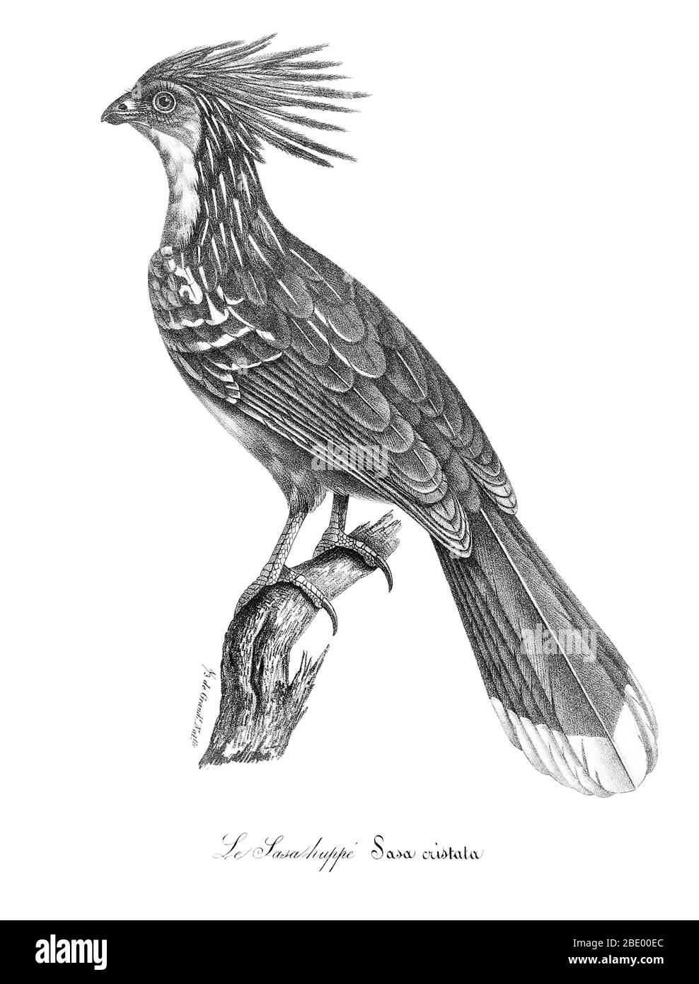 Natural history pictorial works Black and White Stock Photos & Images ...