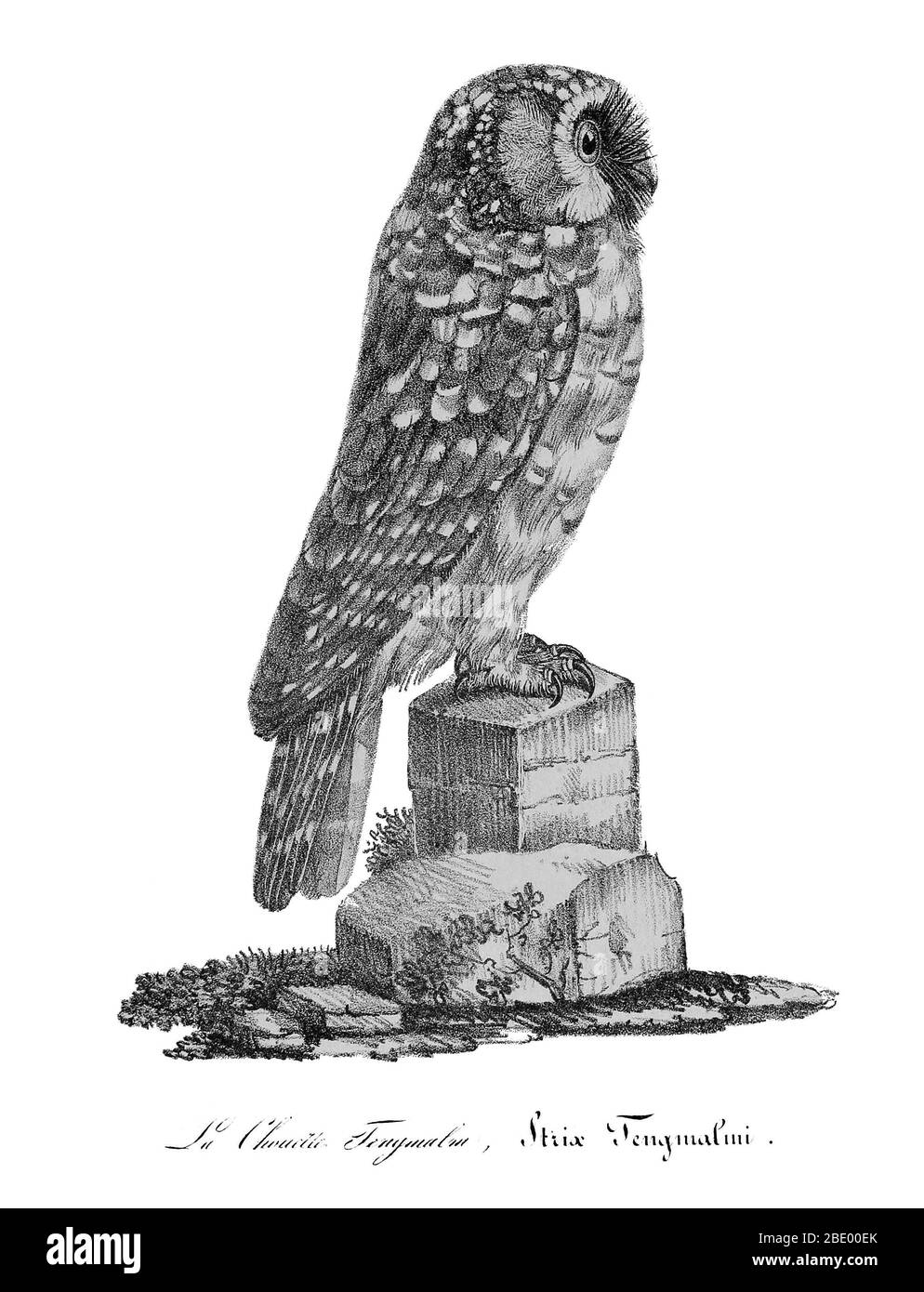 Owl bird strigiformes Black and White Stock Photos & Images - Alamy